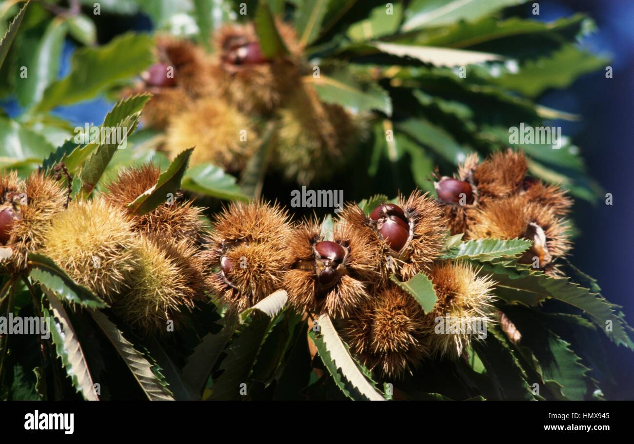 Chestnuts on a chestnut tree near Floria, Crete, Greece Stock Photo - Alamy