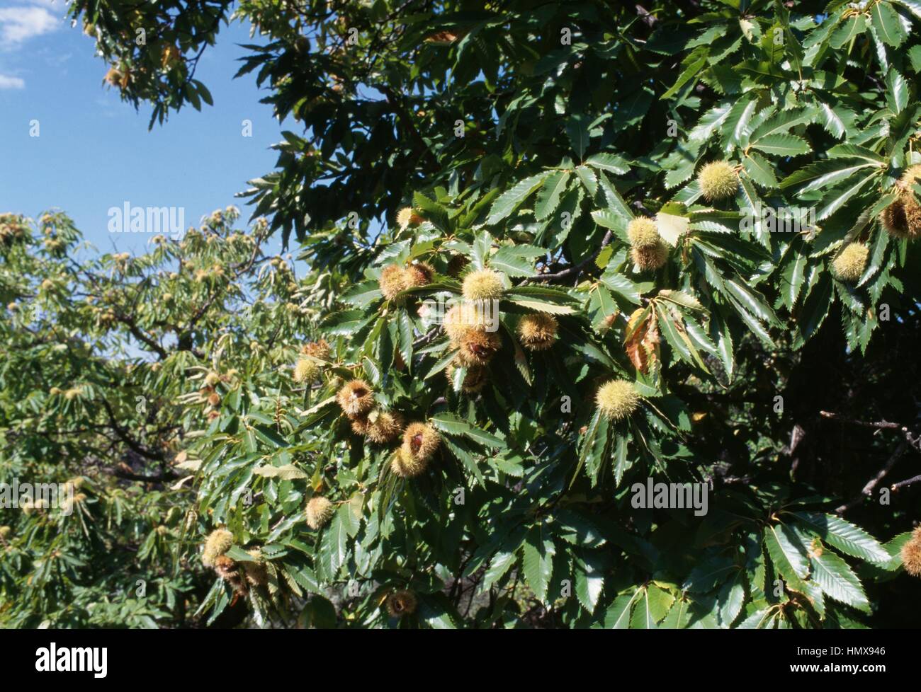 Chestnuts on a chestnut tree near Floria, Crete, Greece Stock Photo - Alamy