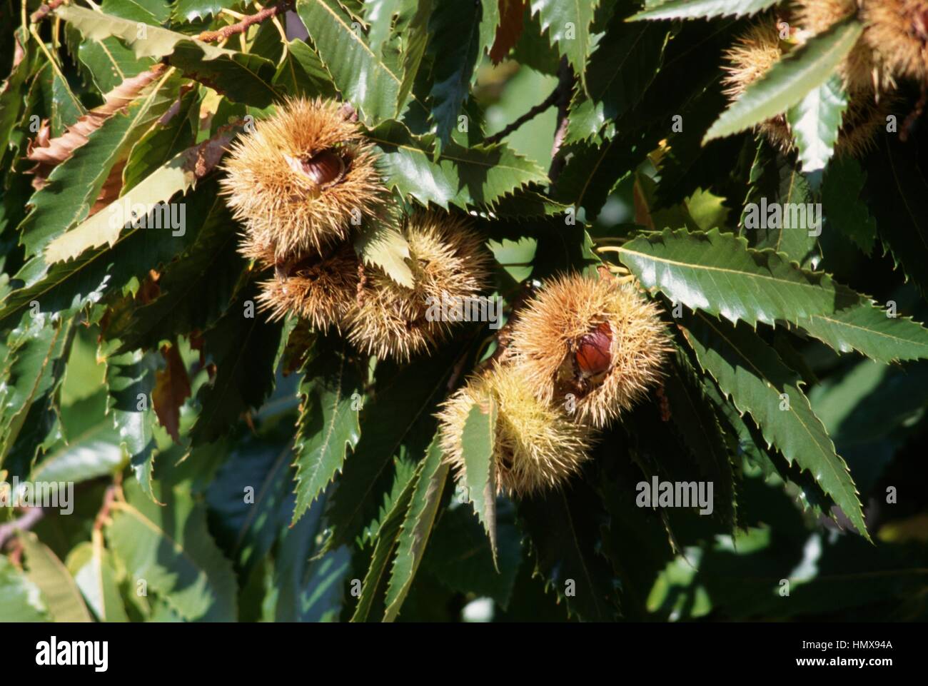 Chestnuts on a chestnut tree near Floria, Crete, Greece Stock Photo - Alamy