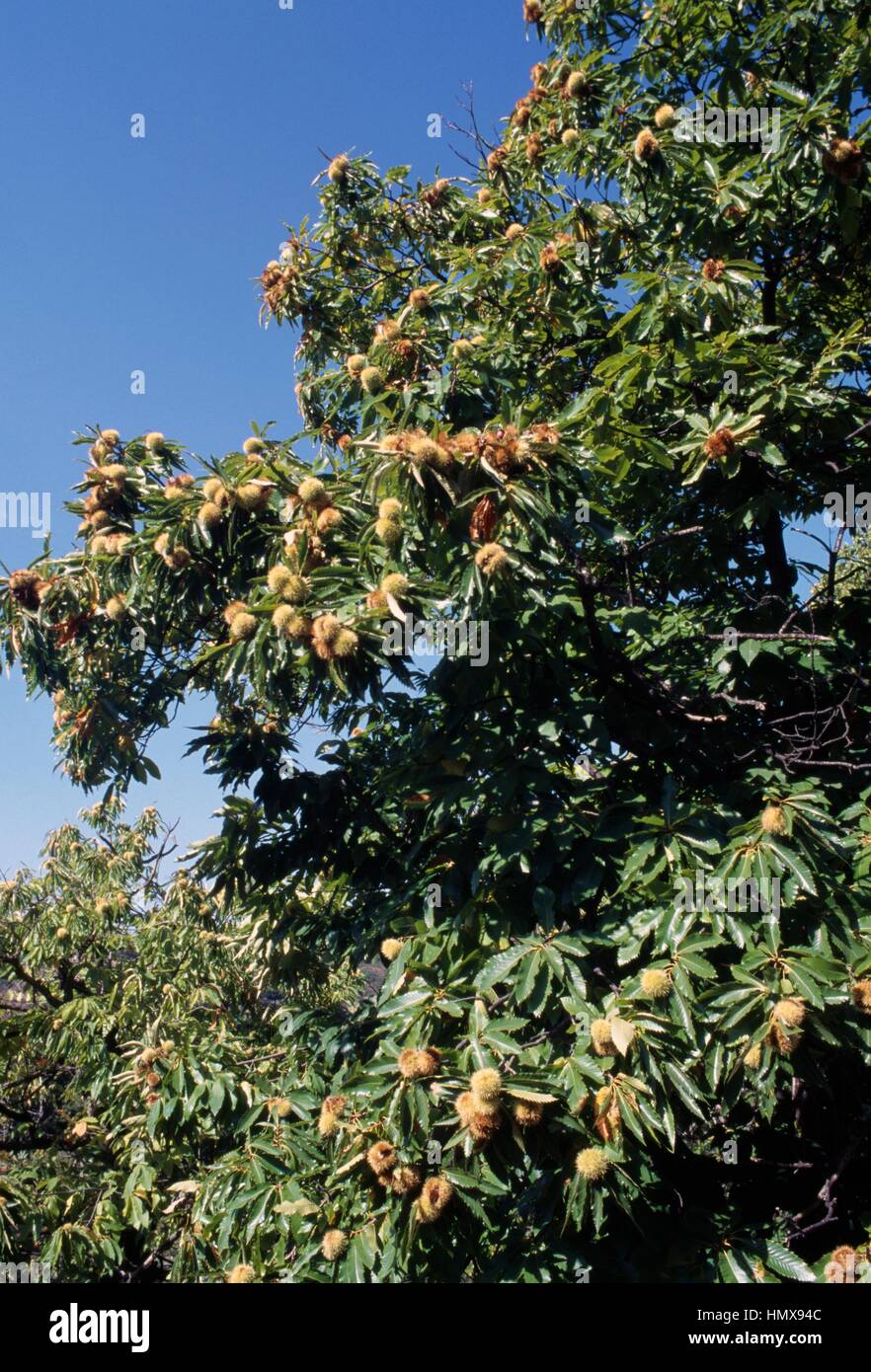 Chestnut tree near Floria, Crete, Greece Stock Photo - Alamy