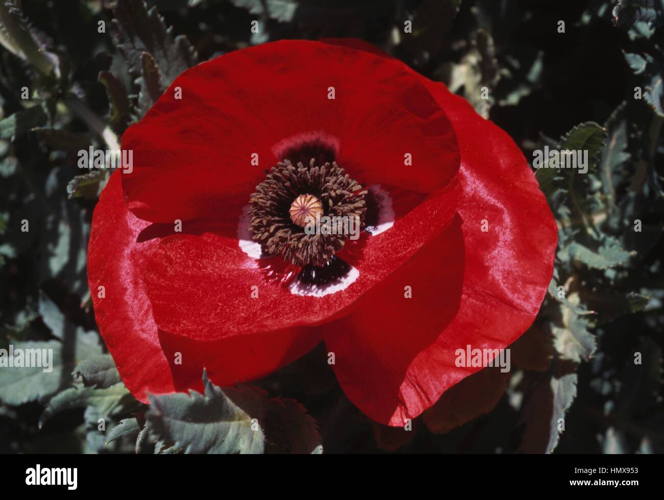 Poppy flower (Papaver) near Kantanos, Crete, Greece Stock Photo - Alamy