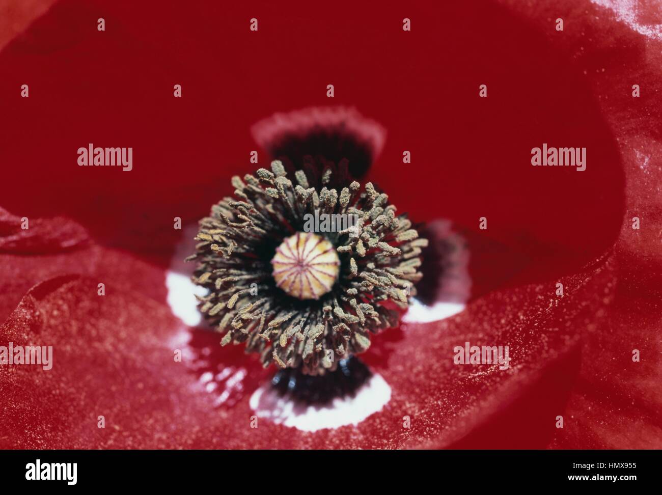 Stamens of a Poppy flower (Papaver) near Kantanos, Crete, Greece Stock ...