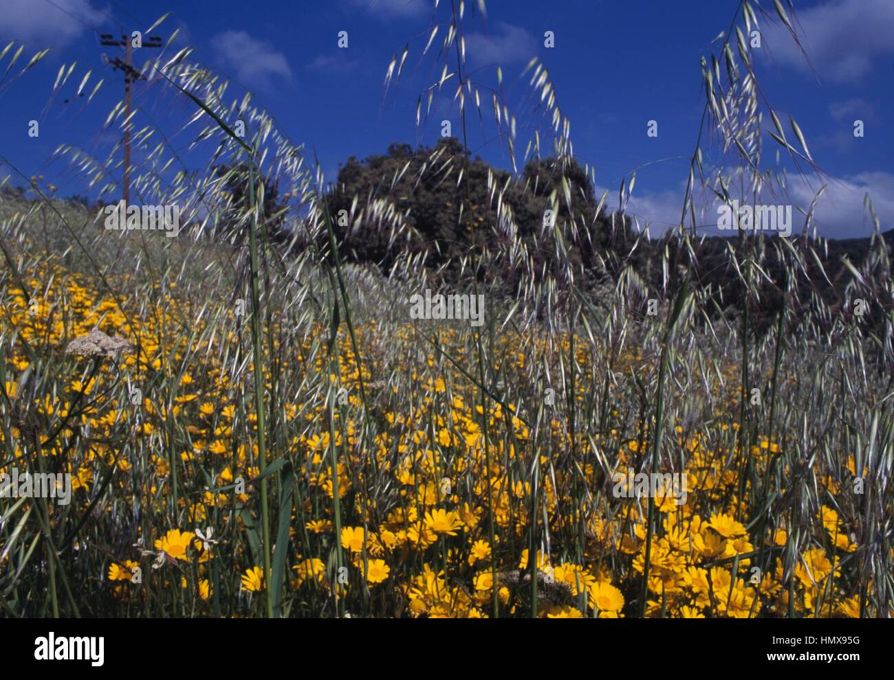 Flower-filled meadow between Elos and Kantanos, Crete, Greece Stock ...