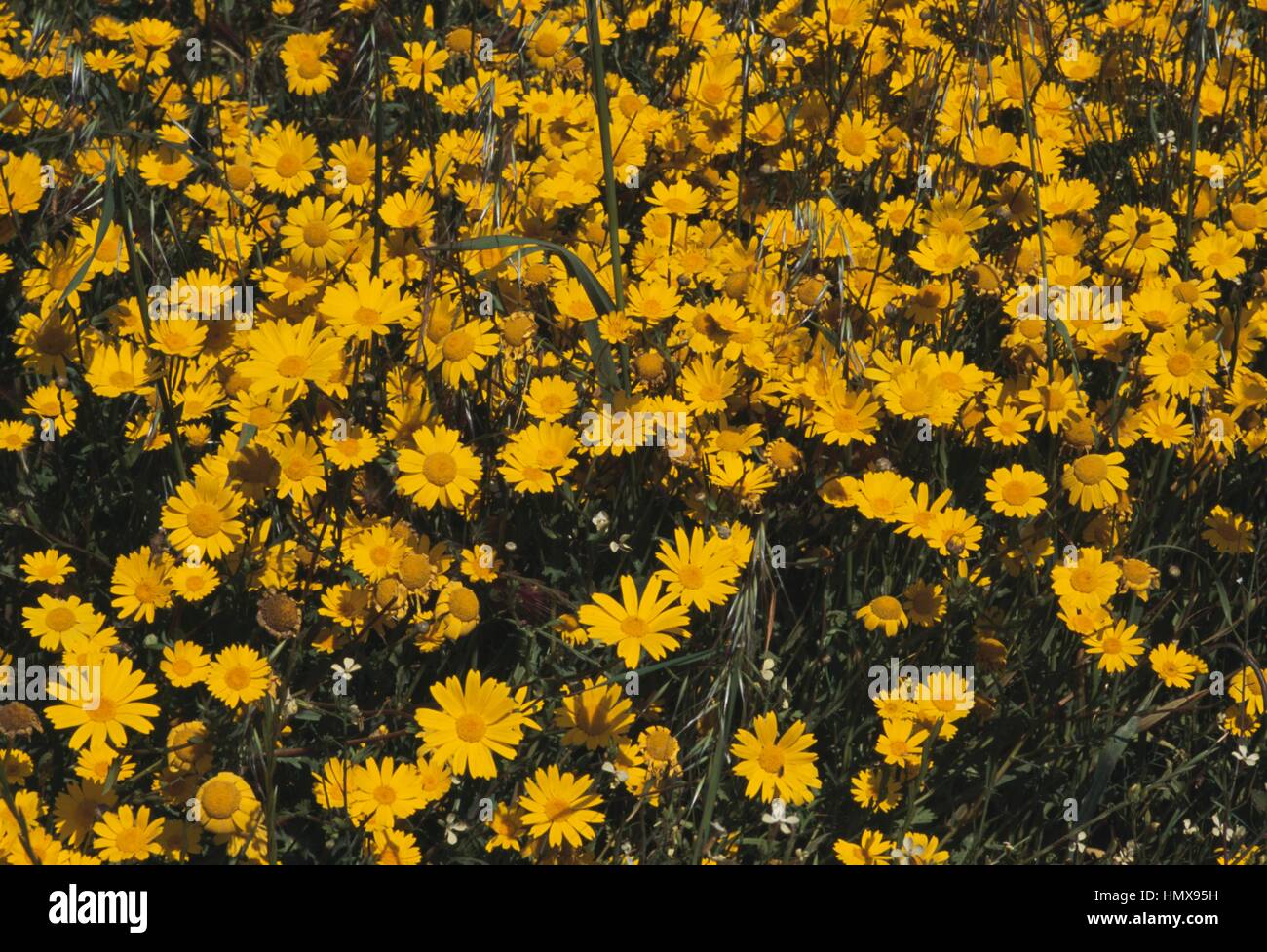 Elos crete hi-res stock photography and images - Alamy