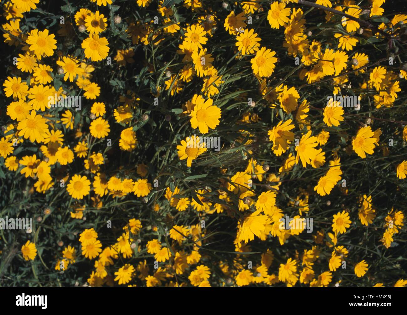Flower-filled meadow between Elos and Kantanos, Crete, Greece Stock ...