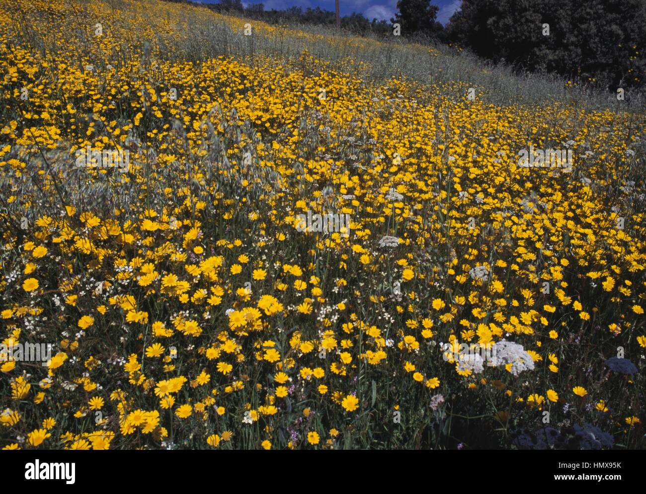 Flower-filled meadow between Elos and Kantanos, Crete, Greece Stock ...