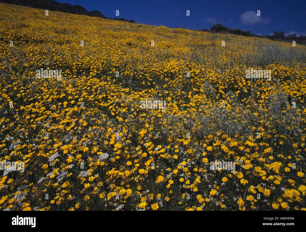 Elos crete hi-res stock photography and images - Alamy