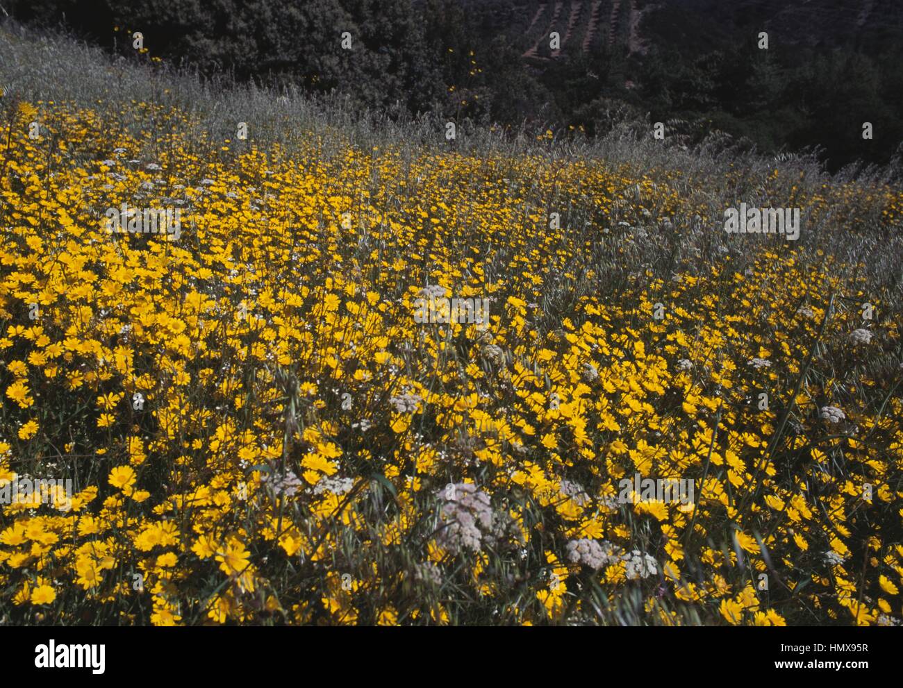 Flower-filled meadow between Elos and Kantanos, Crete, Greece Stock ...
