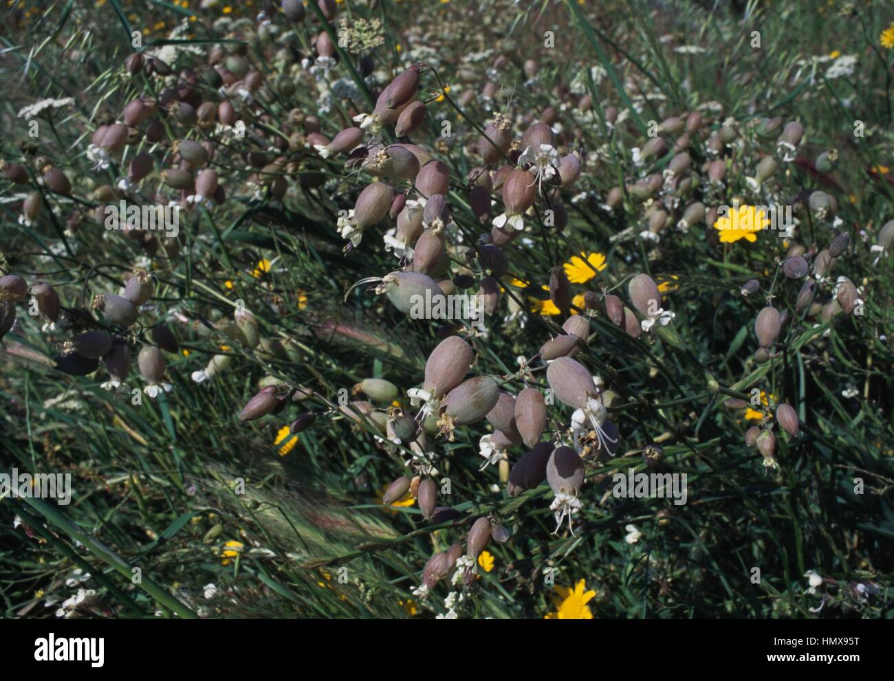 Flower-filled meadow between Elos and Kantanos, Crete, Greece Stock ...
