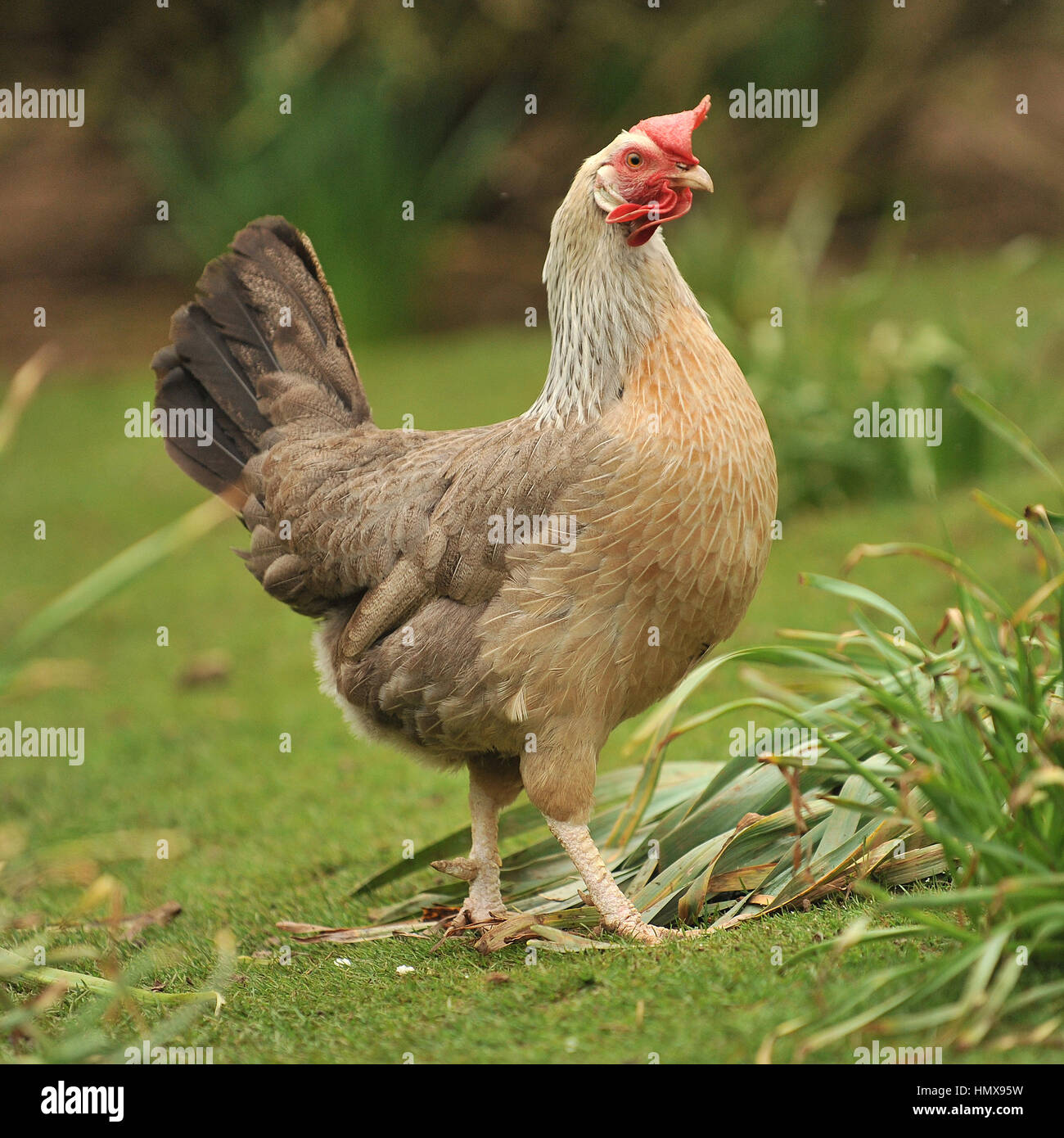 cream legbar hen Stock Photo - Alamy