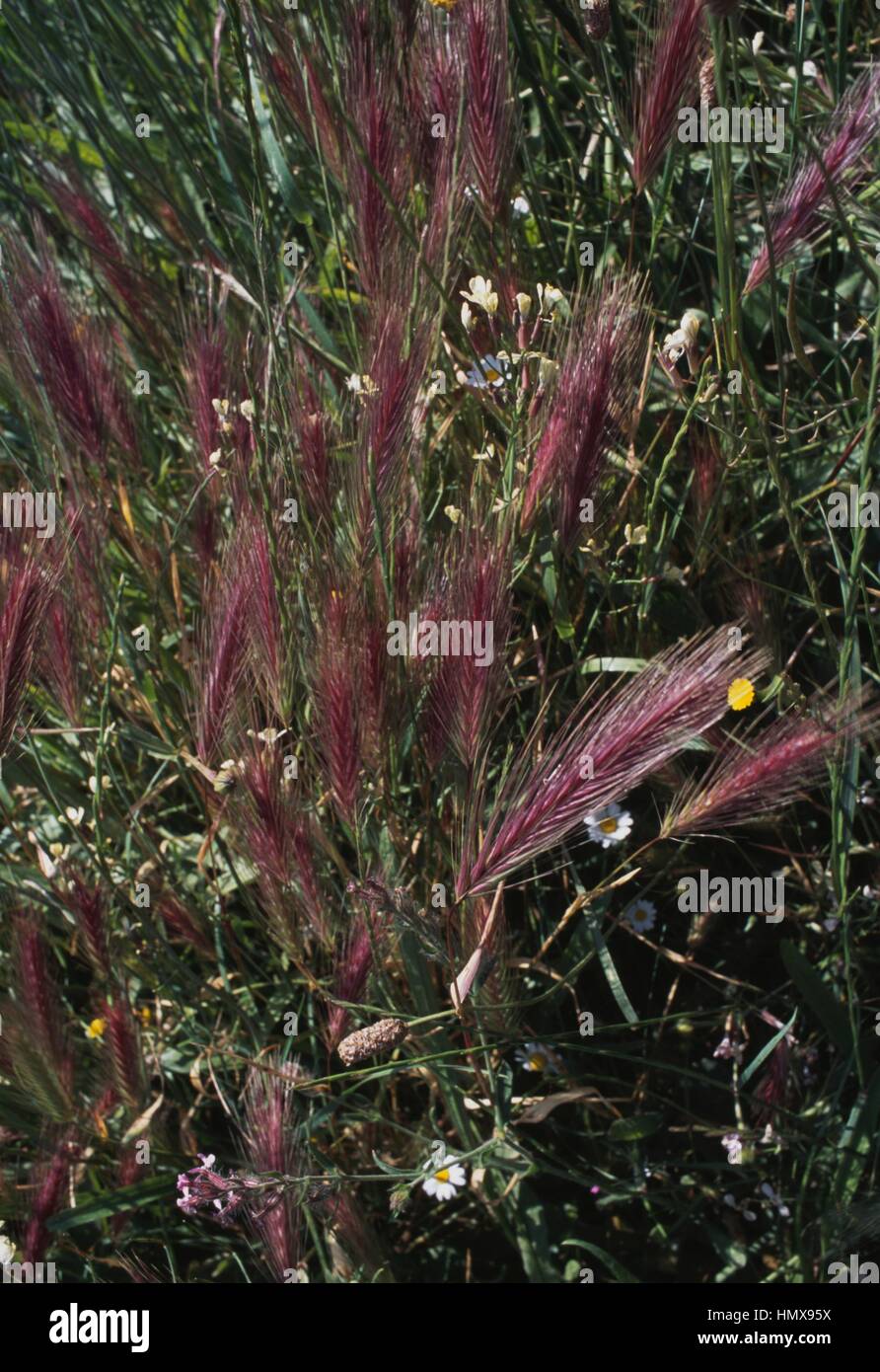 Flower-filled meadow between Elos and Kantanos, Crete, Greece Stock ...