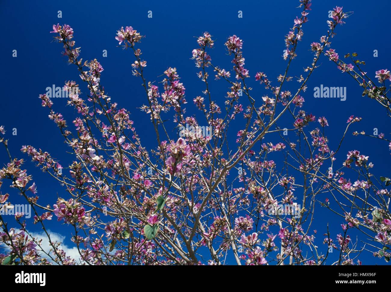 Tree in bloom, Messara plain, Crete, Greece Stock Photo - Alamy