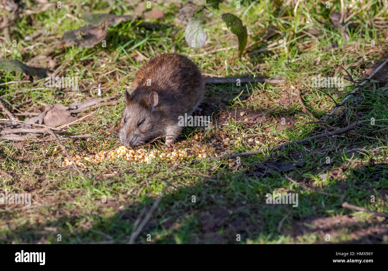 Rodents rattus hi-res stock photography and images - Alamy