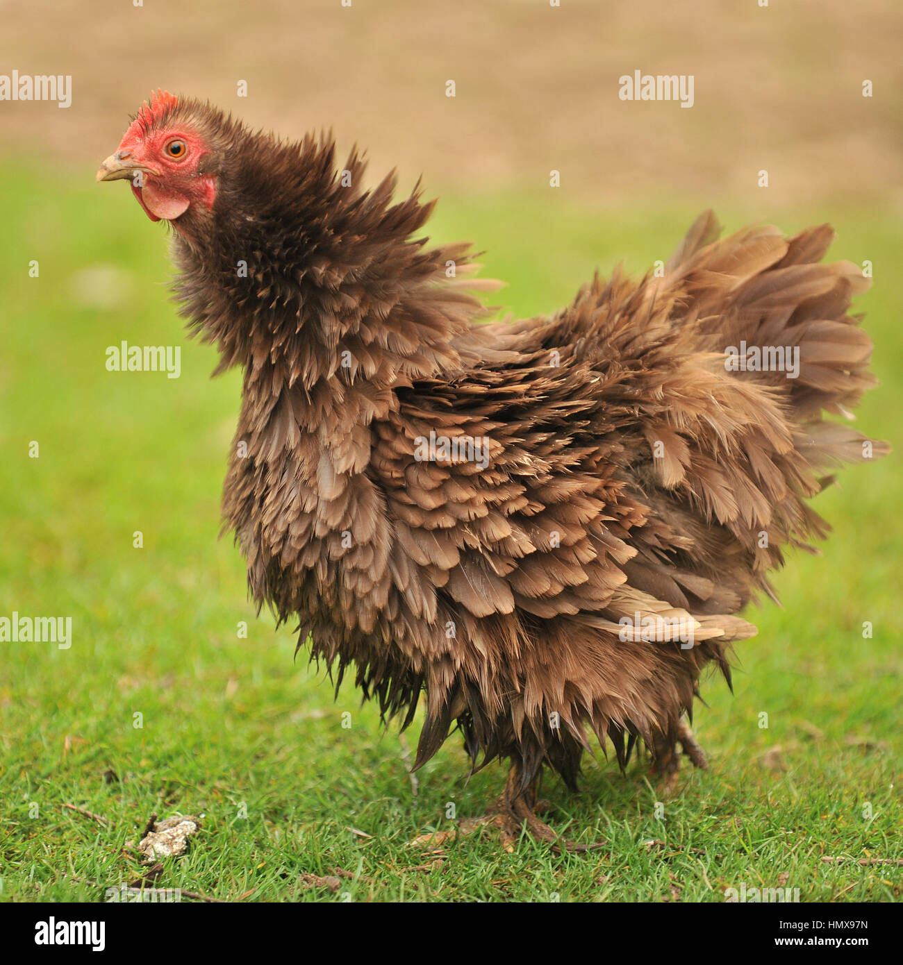 Pekin Bantam High Resolution Stock Photography and Images - Alamy
