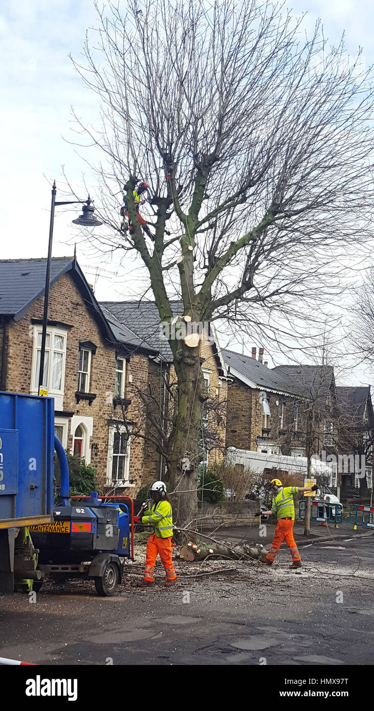 Sheffield City Council remove trees on on Chippinghouse Road, in Nether ...