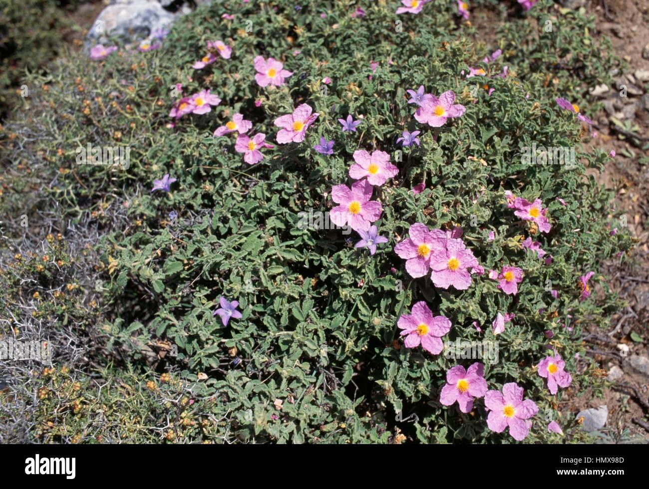 Wildflowers, Prinias, Crete, Greece Stock Photo - Alamy