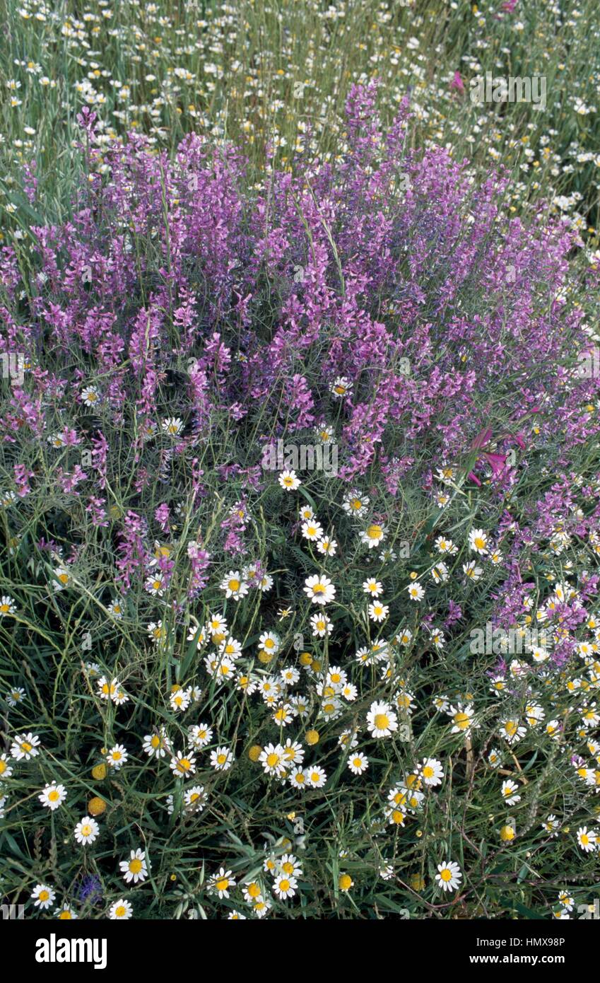 Wildflowers, Katharo plateau, Crete, Greece Stock Photo - Alamy