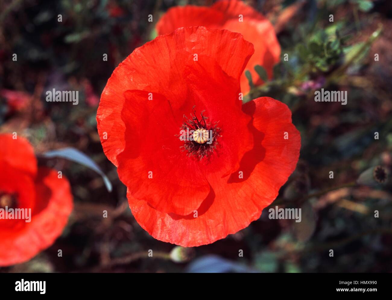 Poppy (Papaver sp), Lasithi, Crete, Greece Stock Photo - Alamy