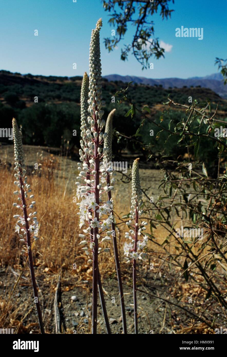 Sea Squill (Drimia maritima), Liliaceae, Crete, Greece Stock Photo - Alamy