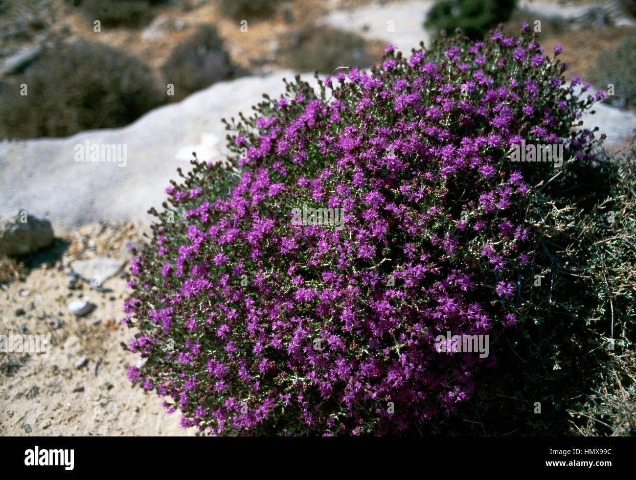 Thyme thymus sp hi-res stock photography and images - Alamy
