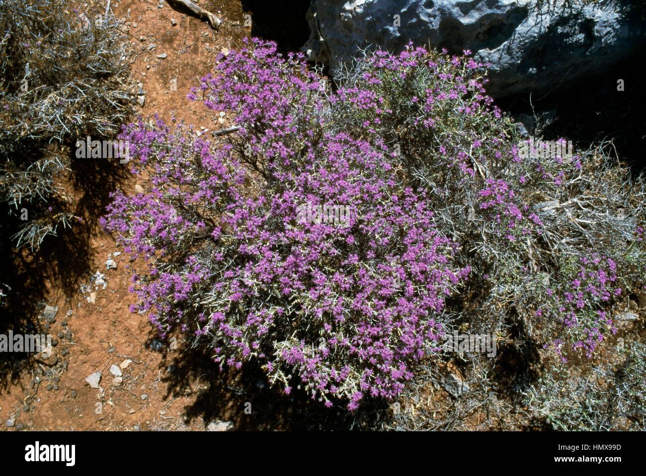 Thyme in bloom (Thymus sp), Mount Traostalos, Crete, Greece Stock Photo ...