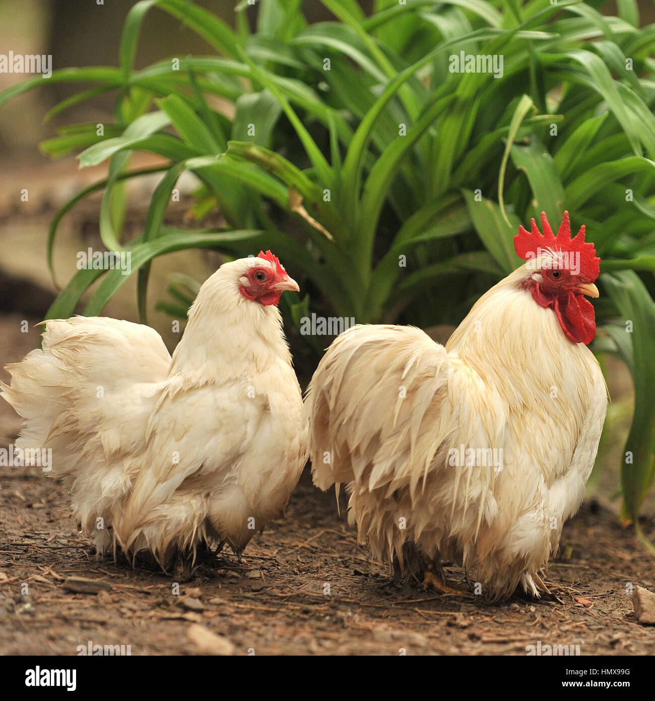 Pekin Bantam Chickens