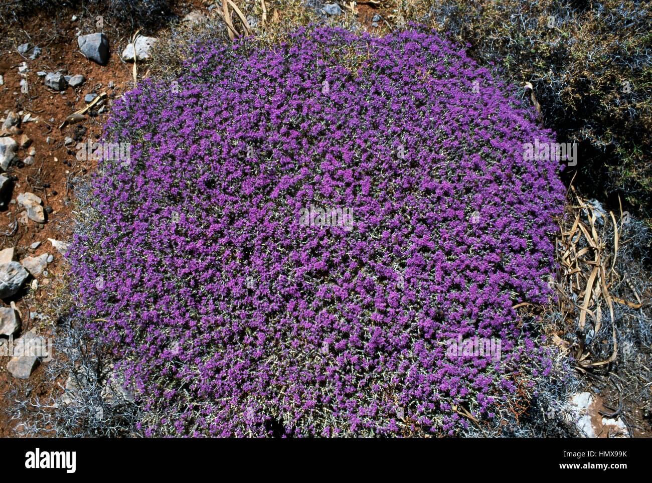 Thyme in bloom (Thymus sp), Mount Traostalos, Crete, Greece Stock Photo ...
