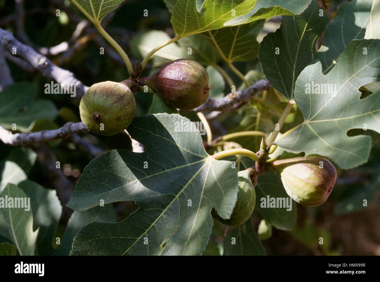Greece crete fig tree hi-res stock photography and images - Alamy