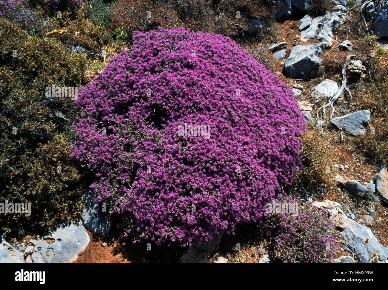 Thyme in bloom (Thymus sp), Crete, Greece Stock Photo - Alamy