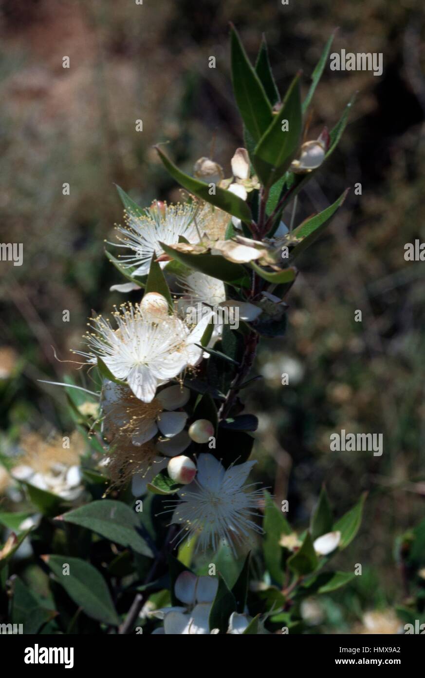 Myrtle flowers (Myrtus communis), Myrtaceae, Crete, Greece Stock Photo ...