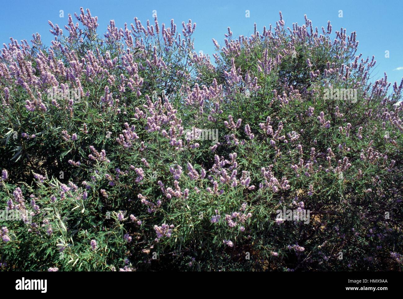 Bush in bloom, Messara plain, Crete, Greece Stock Photo - Alamy