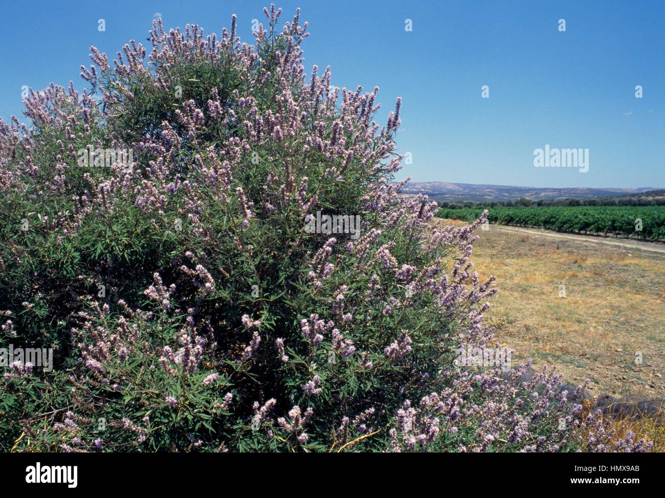 Bush in bloom, Messara plain, Crete, Greece Stock Photo - Alamy