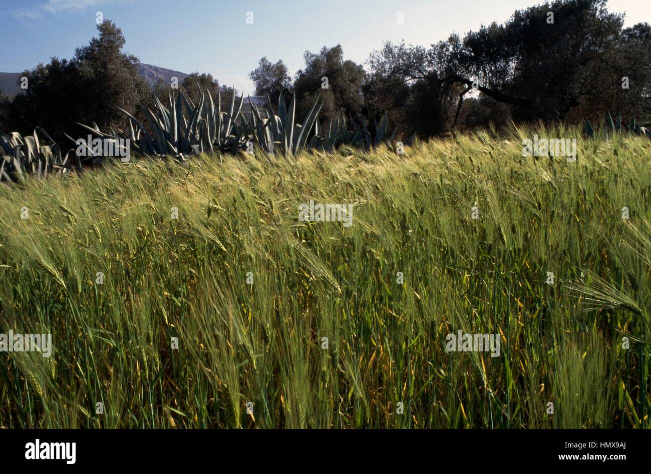 ears, field of wheat, Crete, Greece Stock Photo - Alamy