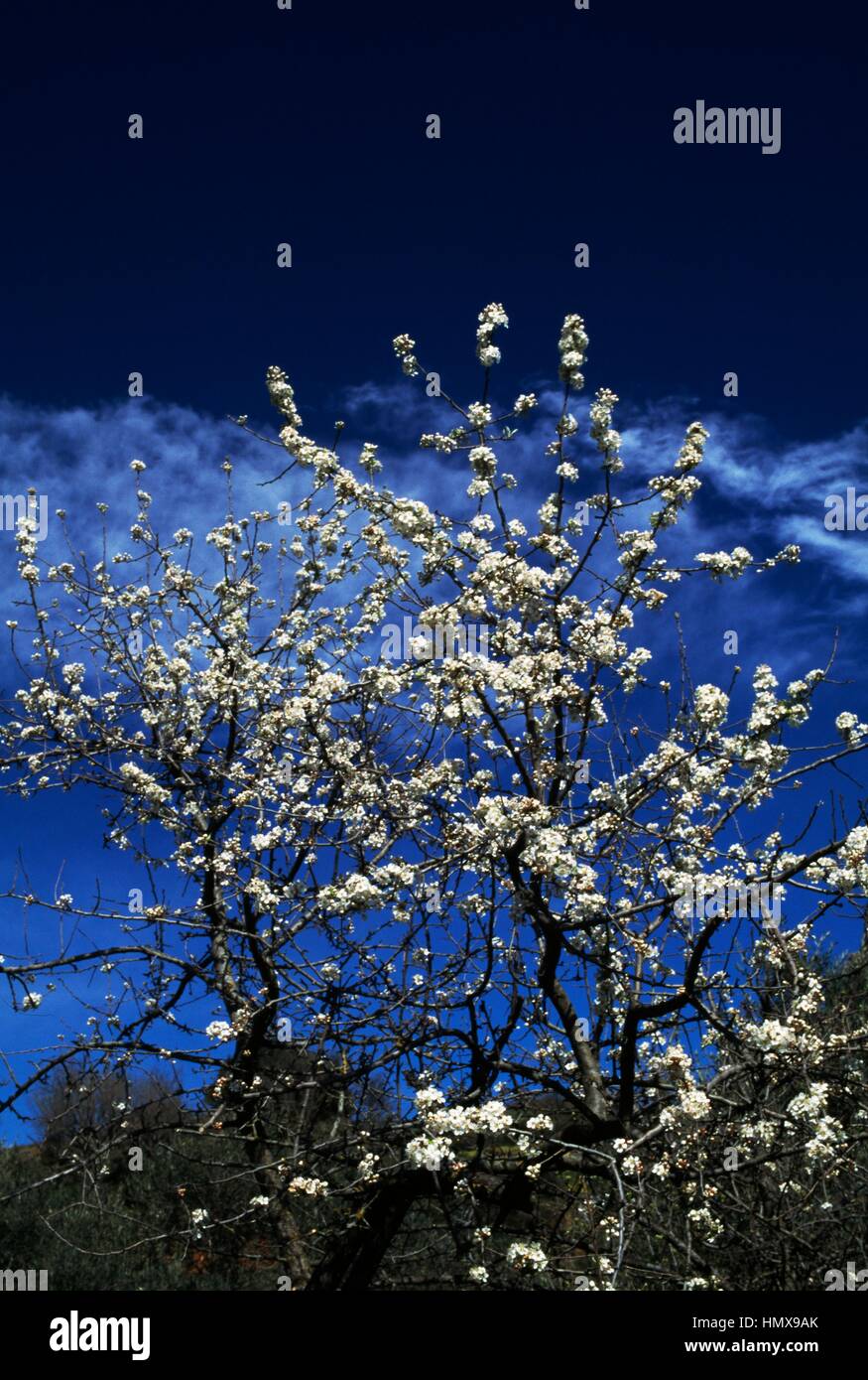 Wild cherry in bloom, Crete, Greece Stock Photo - Alamy