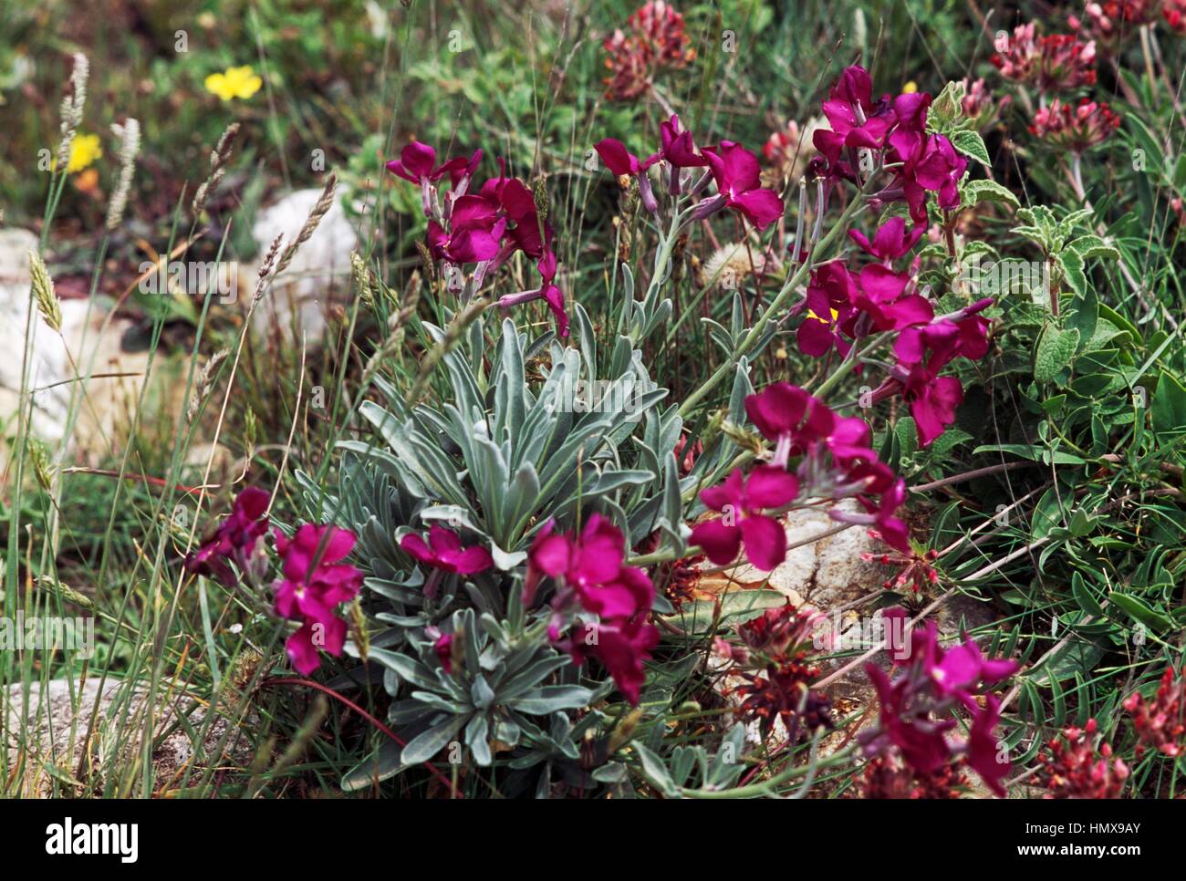 Wild flower, Crete, Greece Stock Photo - Alamy