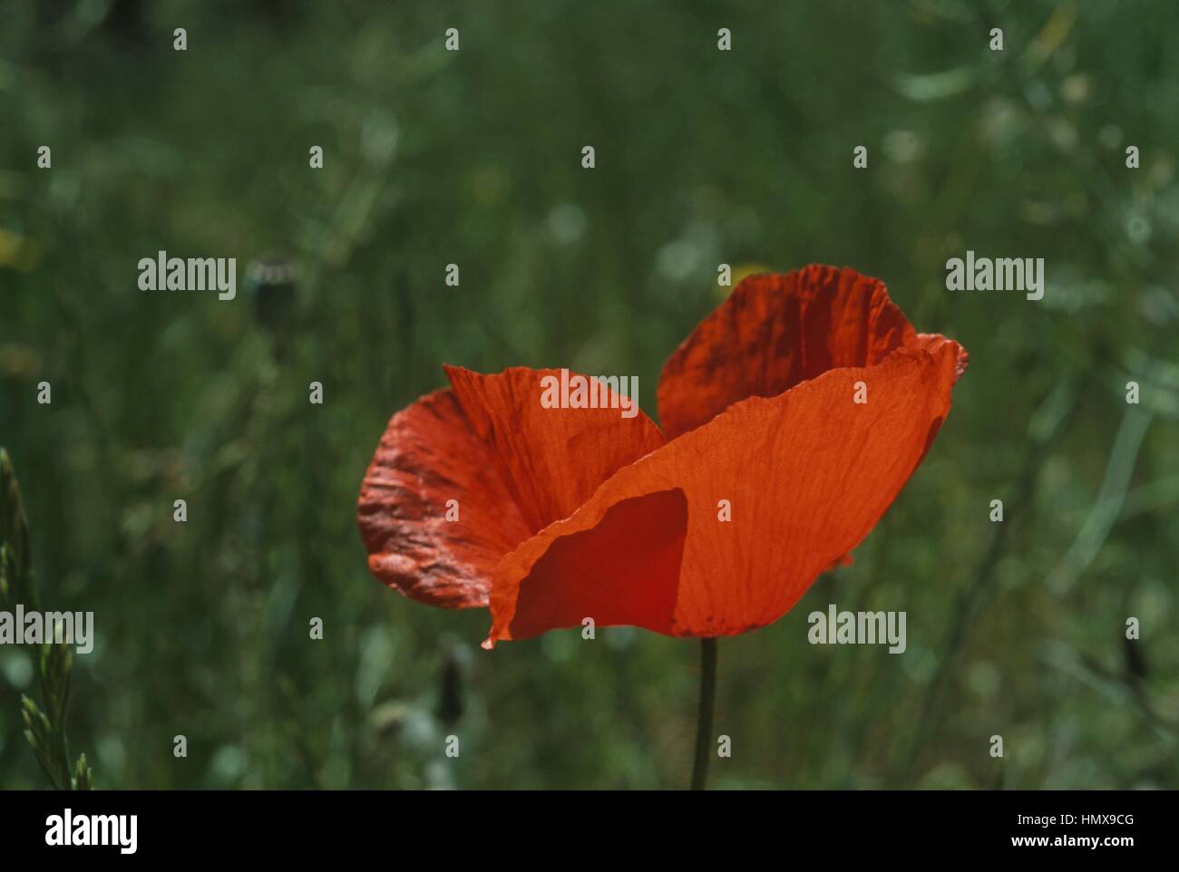 Poppy (Papaver sp), Papaveraceae, Lasithi, Crete, Greece Stock Photo ...