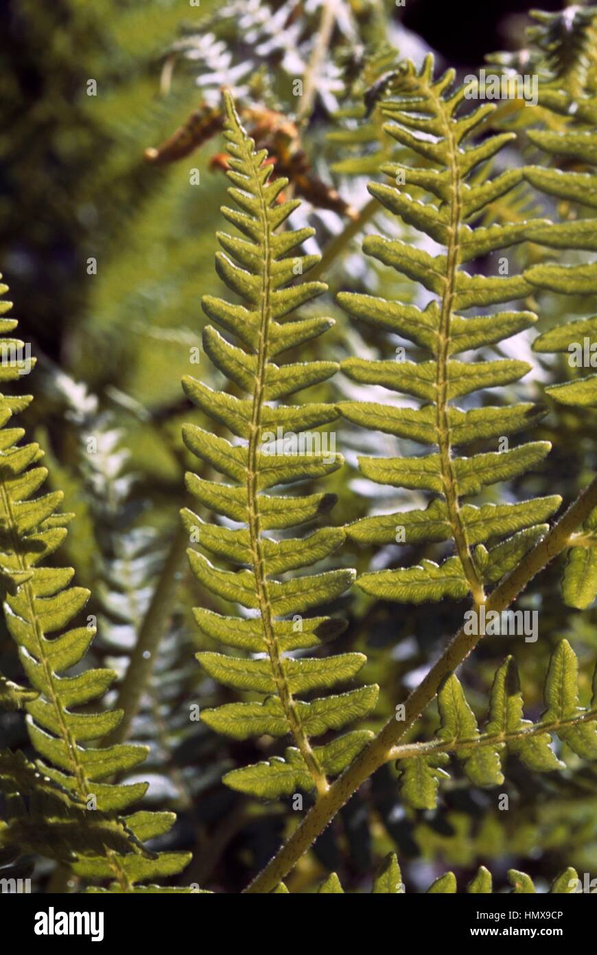 Fern, detail, Crete, Greece Stock Photo - Alamy