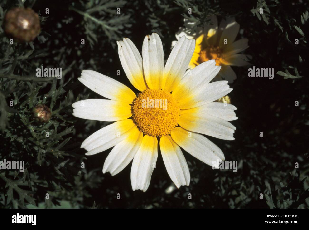 Wild flower, Crete, Greece Stock Photo - Alamy