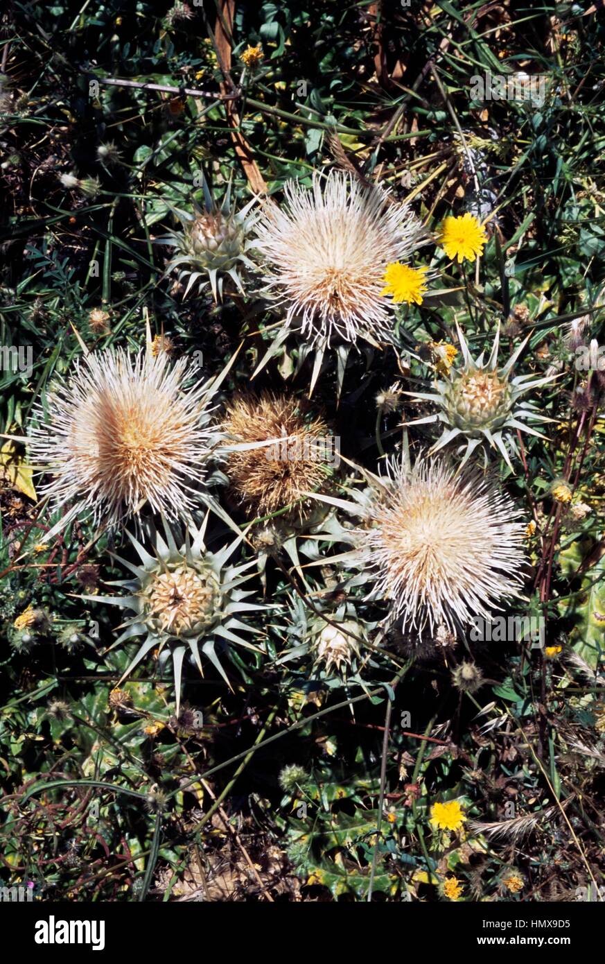 Thistle flower carduus sp hi-res stock photography and images - Alamy