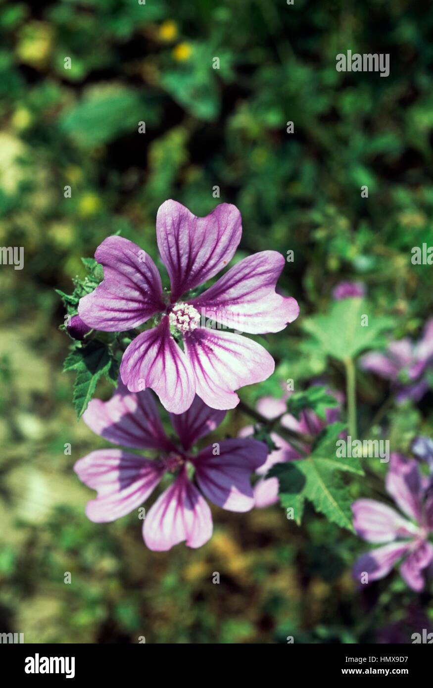 Wild flower, Crete, Greece Stock Photo - Alamy
