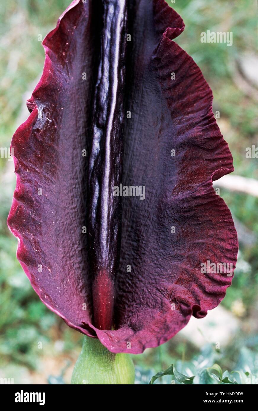 Wild flower, Crete, Greece Stock Photo - Alamy