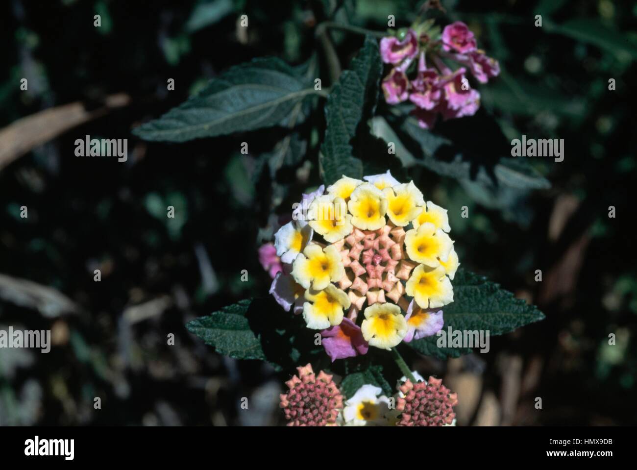 Wild flower, Crete, Greece Stock Photo - Alamy