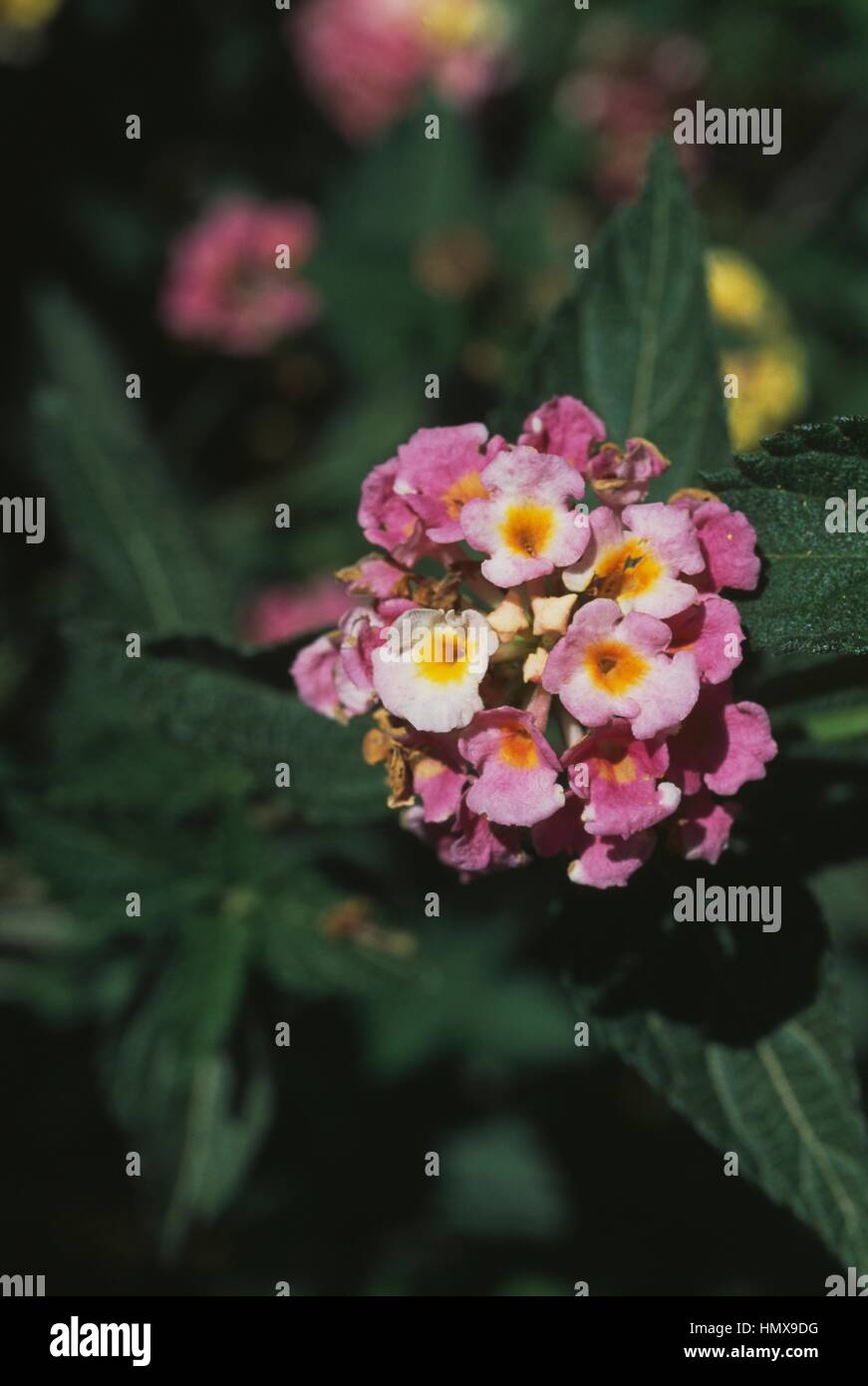 Wild flower, Crete, Greece Stock Photo - Alamy