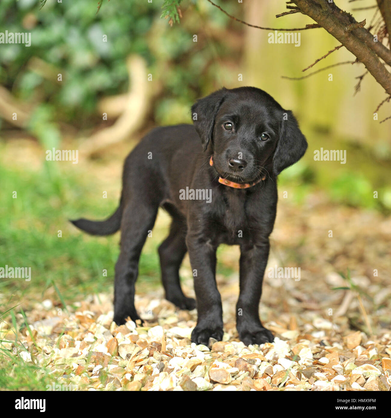 labrador retriever puppy Stock Photo - Alamy