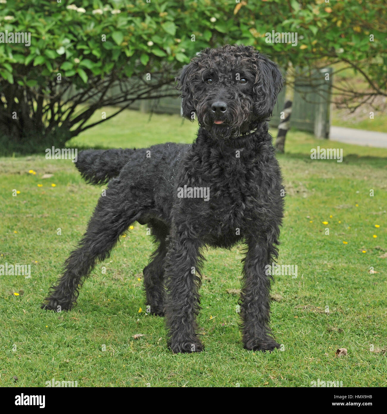 Black Labradoodle High Resolution Stock Photography and Images - Alamy