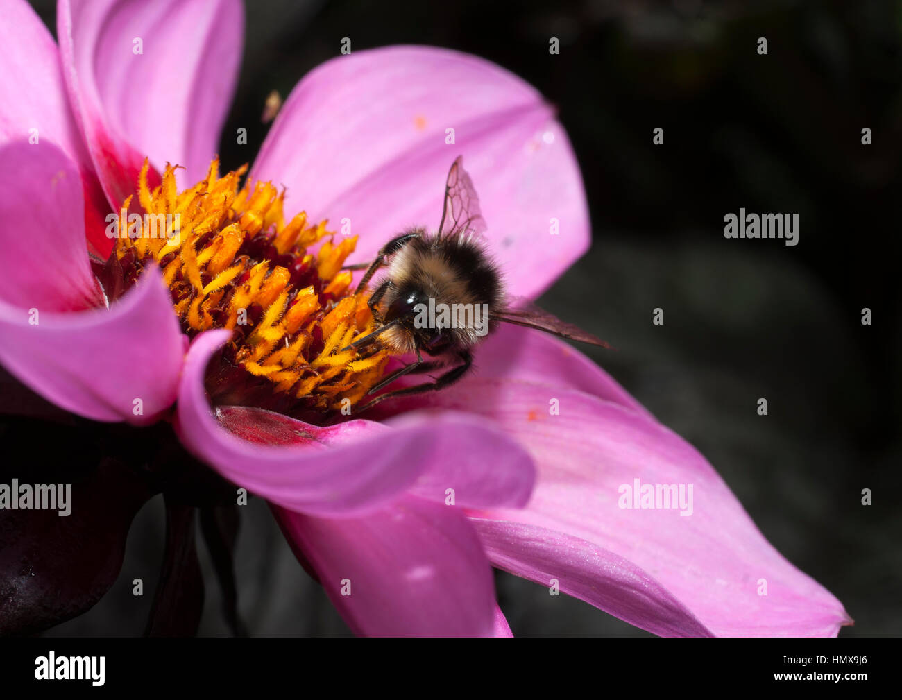 Insects collecting nectar from flowers which have attracted them by ...