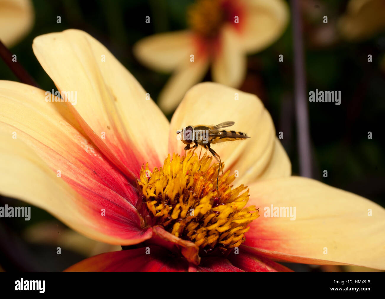 Insects collecting nectar from flowers which have attracted them by ...