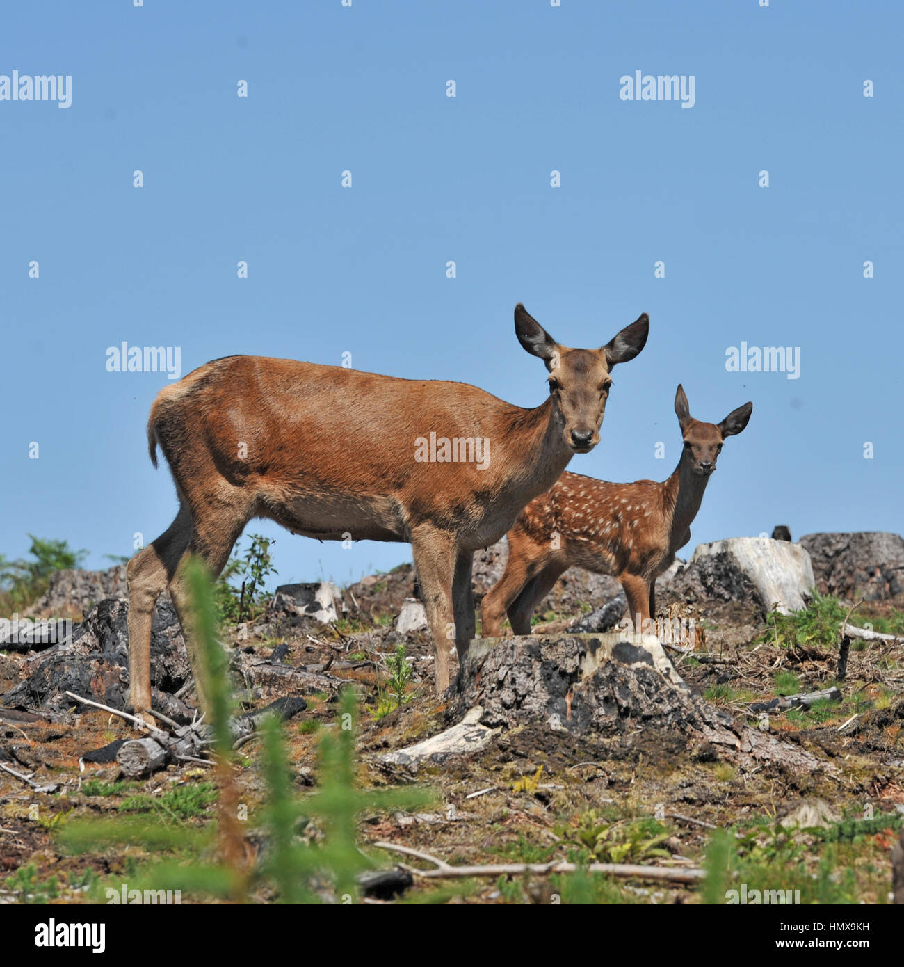 Hind Stock Photos & Hind Stock Images - Alamy
