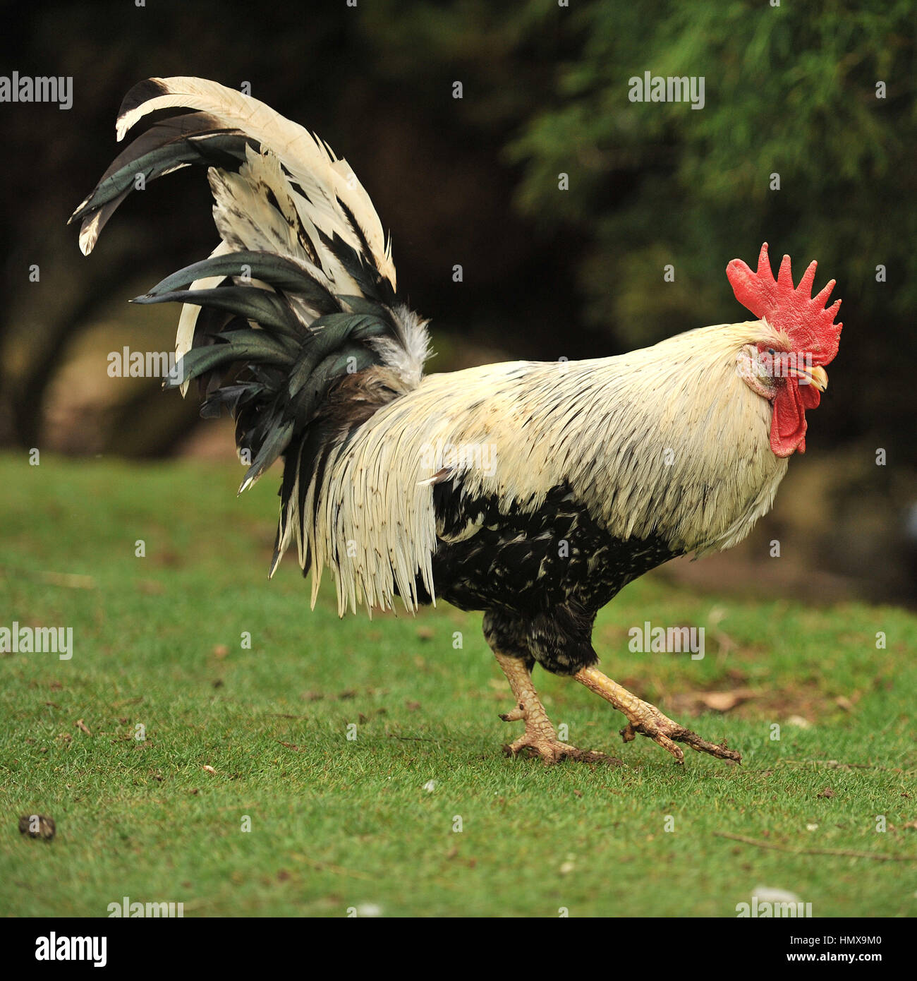 Rooster standing side view hi-res stock photography and images - Alamy
