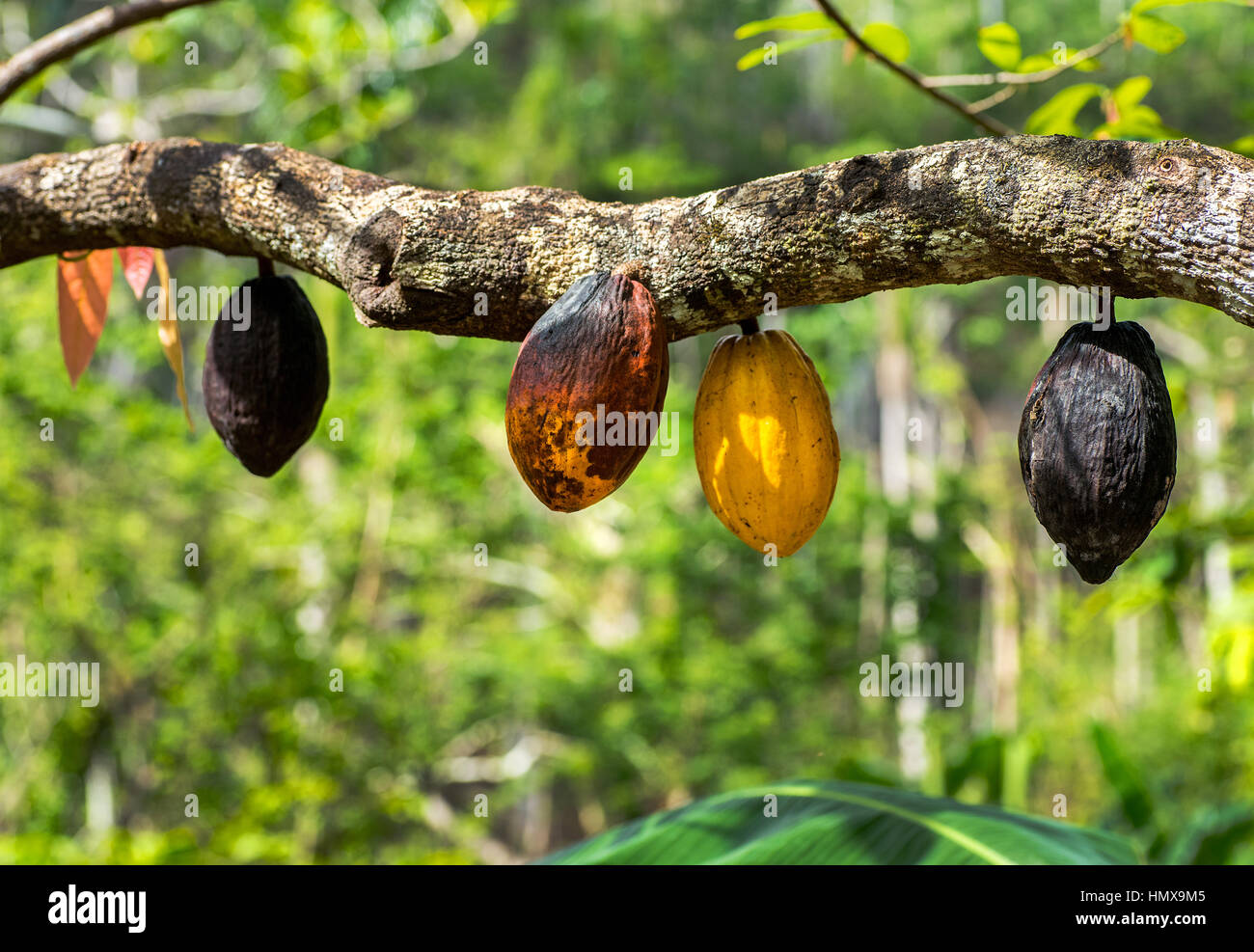 Cocoa tree farmer hi-res stock photography and images - Alamy